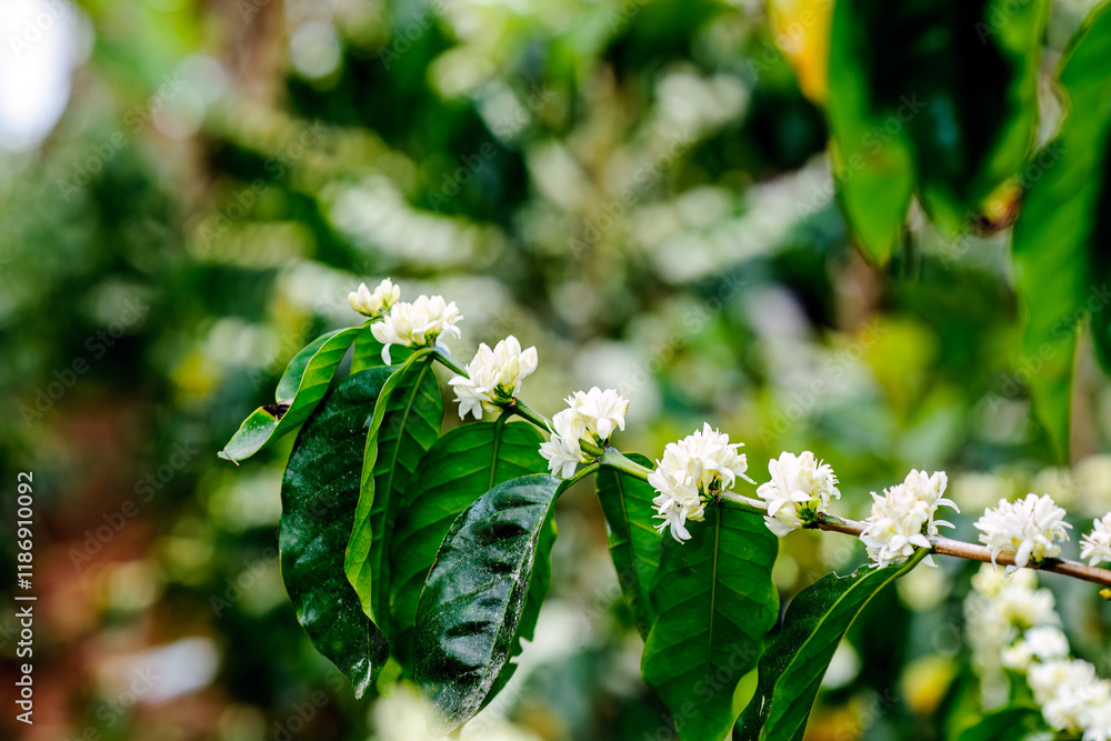 Beautiful coffee bushes in the flowering stage. Coffee flower. Stock ...