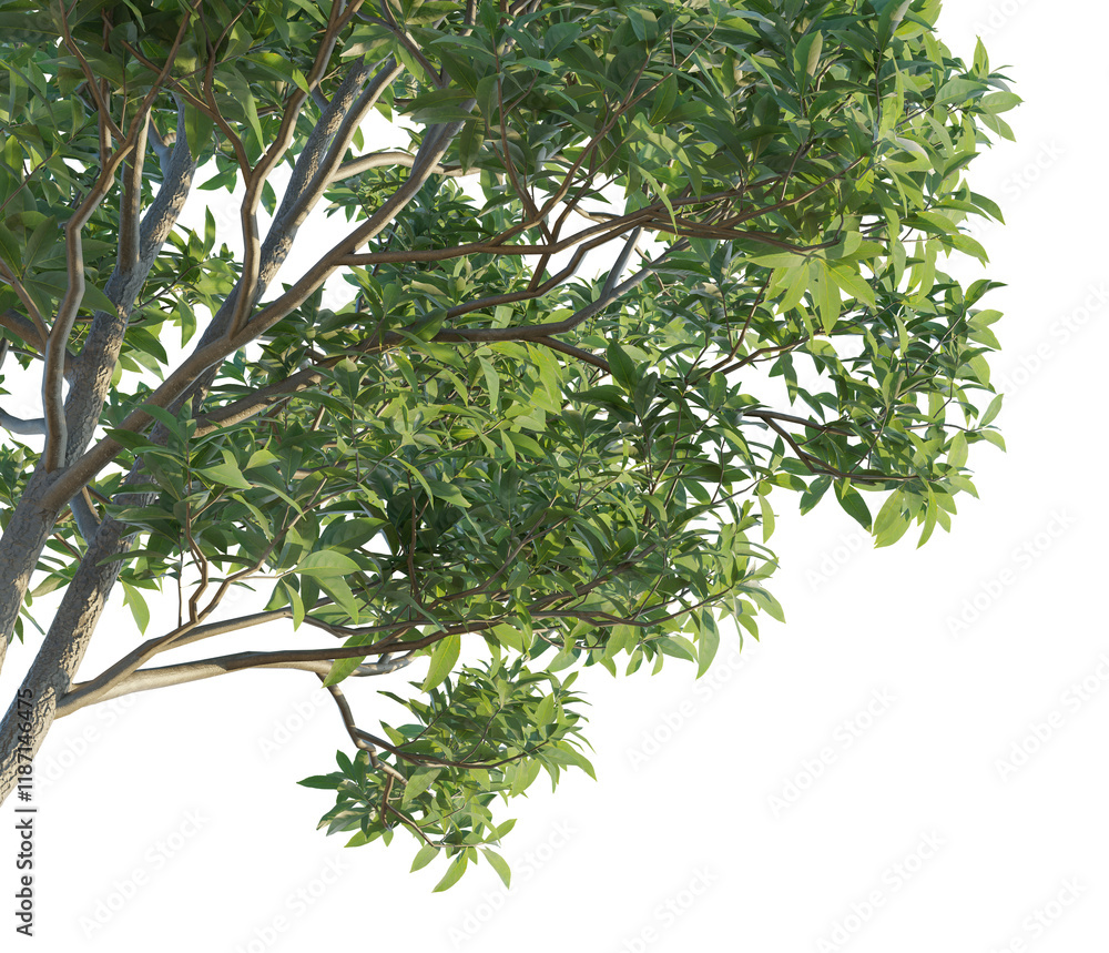 Elaeocarpus decipiens tree corner 4k png cutout isolate Stock Photo ...