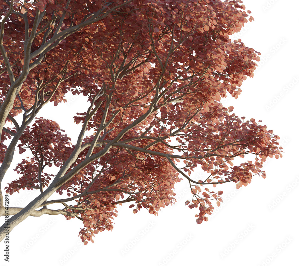 Foto de Stock Cotinus coggygria tree autumn corner 4k png cutout ...