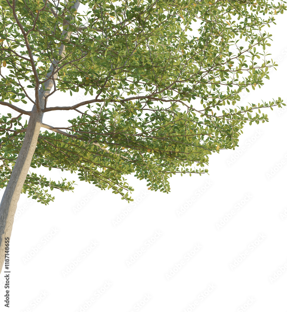 Terminalia mantaly tree corner 4k png cutout isolate Stock Photo ...