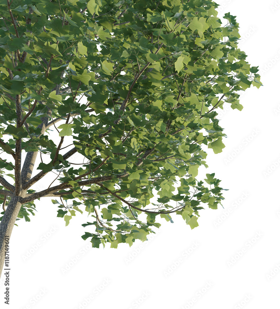 Liriodendron chinense tree corner 4k png cutout isolate Stock Photo ...