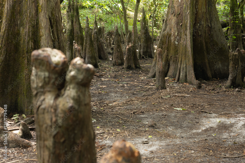 Ancient mangrove trees along the Hillsboro River in State Park Stock ...