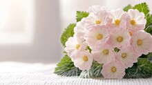 Yellow Primrose Wildflower Close-up Free Stock Photo - Public Domain ...