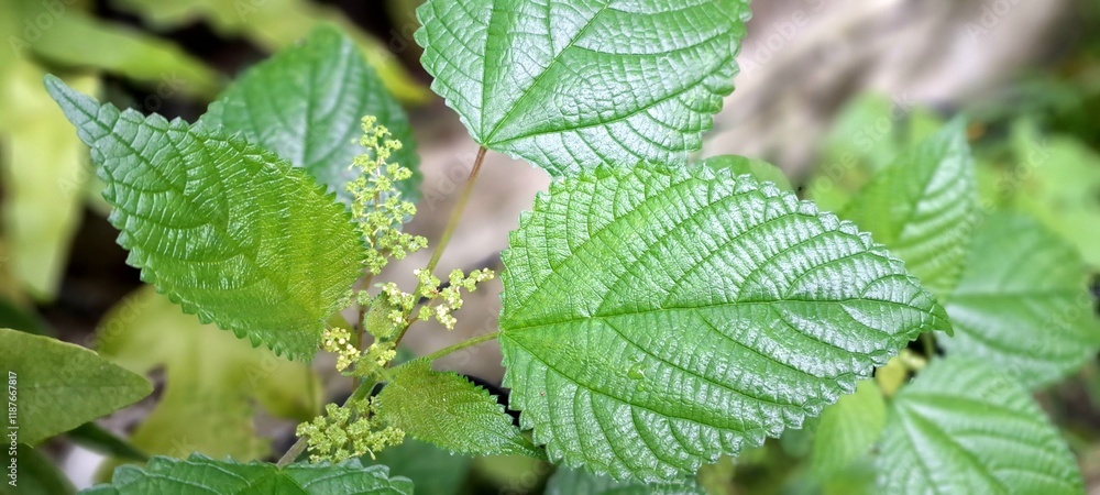 Canada nettle tree. This is a perennial herb, not a tree, that's native ...