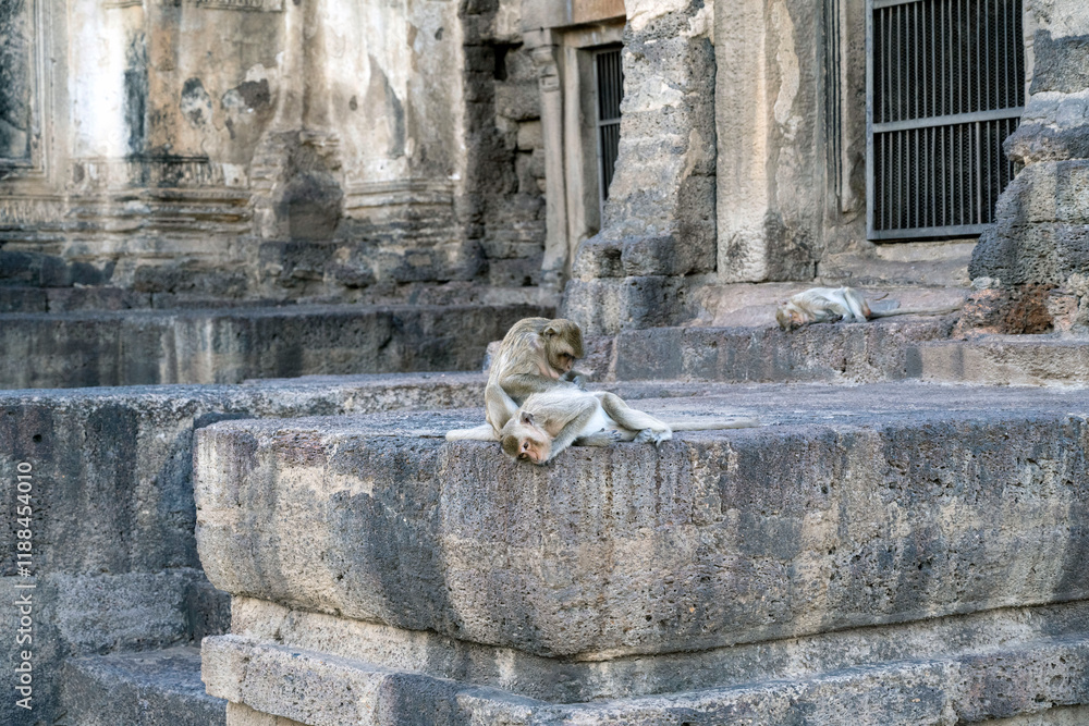 Macaques du temple Phra Prang Sam Yod à Lopburi Stock Photo | Adobe Stock