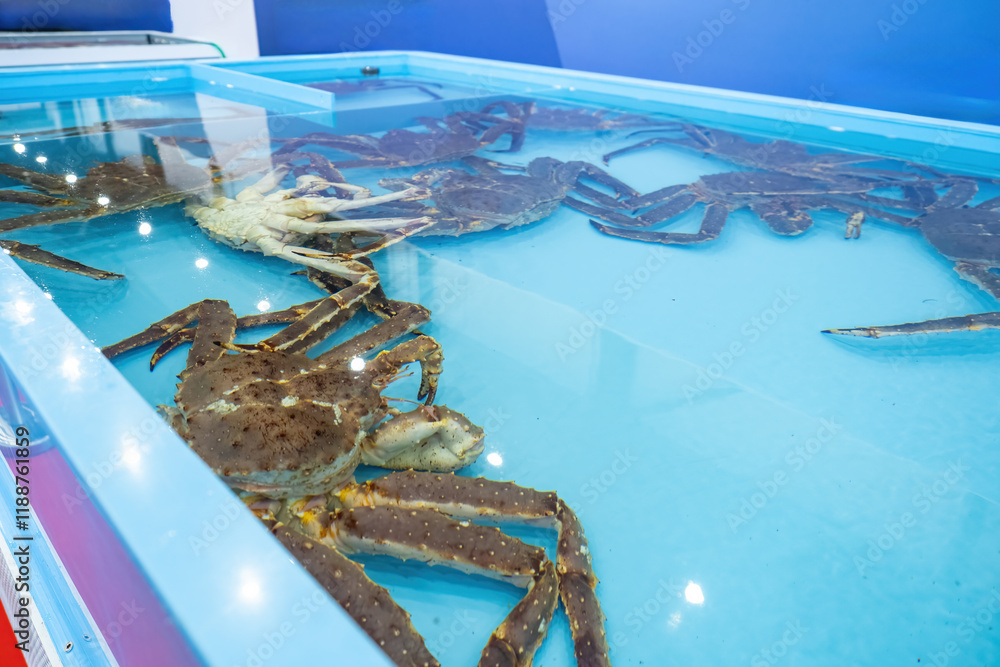 Crabs swim in shallow aquarium. Growing shellfish for seafood ...