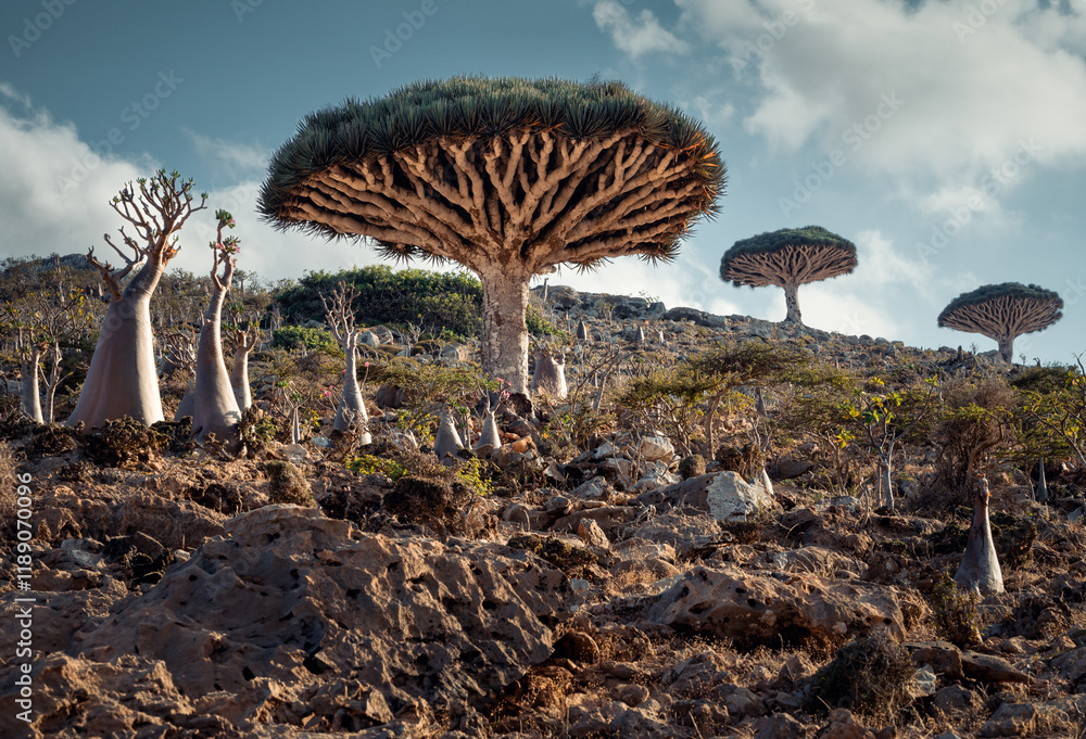 Dragon blood tree and Bottle tree, Desert rose in Homhil, endemic ...