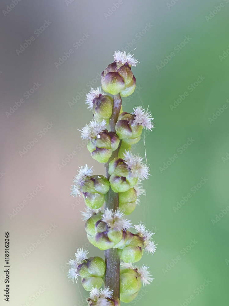 Seaside arrowgrass, Triglochin maritima, also known as common ...