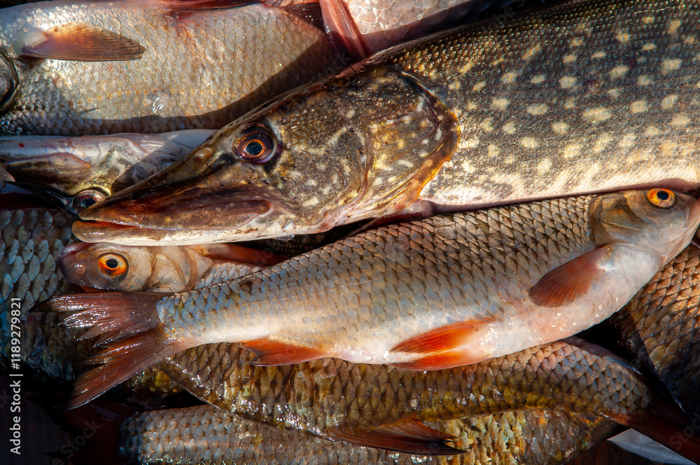 Lots of different fish caught in the boat. Fishing on the river in a ...