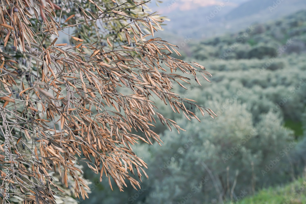 An olive tree with vertisolium disease and some of its leaves turning ...