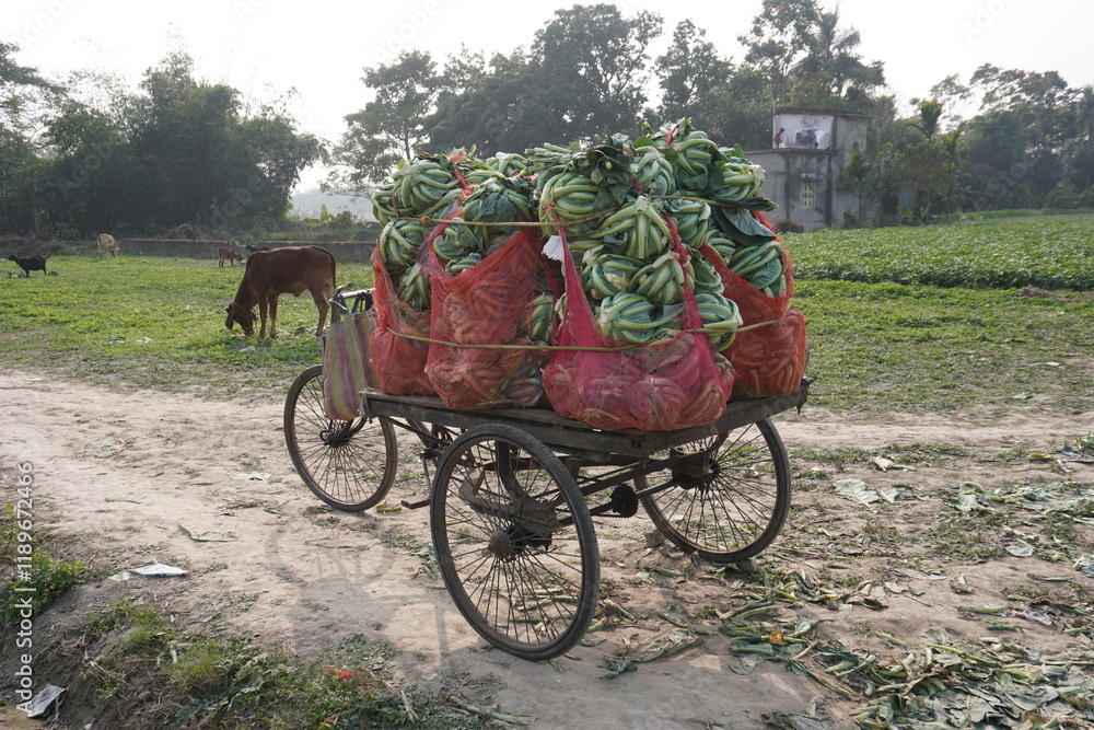 Fully loaded hand van rickshaw with cauliflower is completely prepared ...
