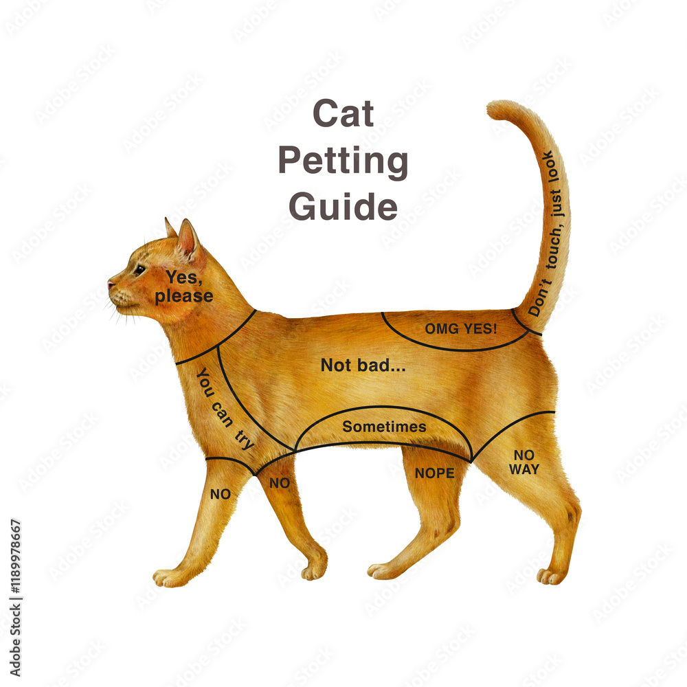 Cat petting guide hand drawn illustration on white background. Feline ...