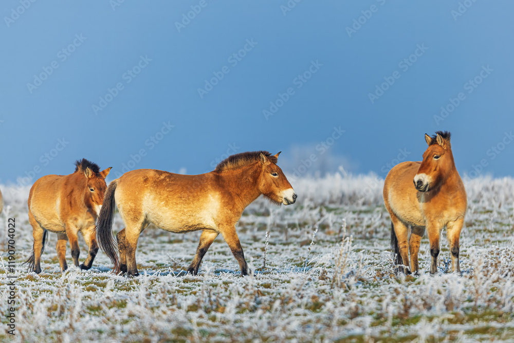 Przewalski's horse (Equus ferus przewalskii ), also called the takhi ...