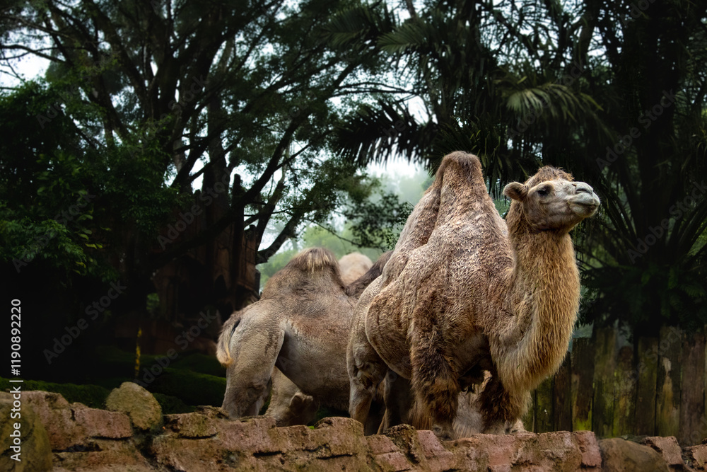 Bactrian Camel or Camelus Bactrianus, also known as the Mongolian Camel ...