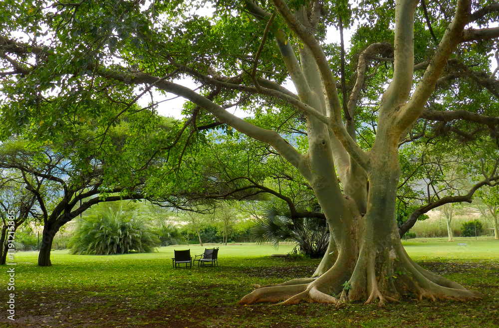 Giant fig tree in the grounds of Ghost Mountain Inn. Stock Photo ...