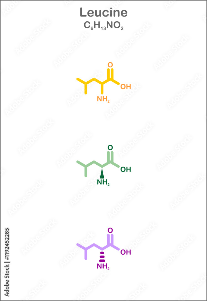 Leucine. Stylized structural formulas. Display of the unspecific-, L ...