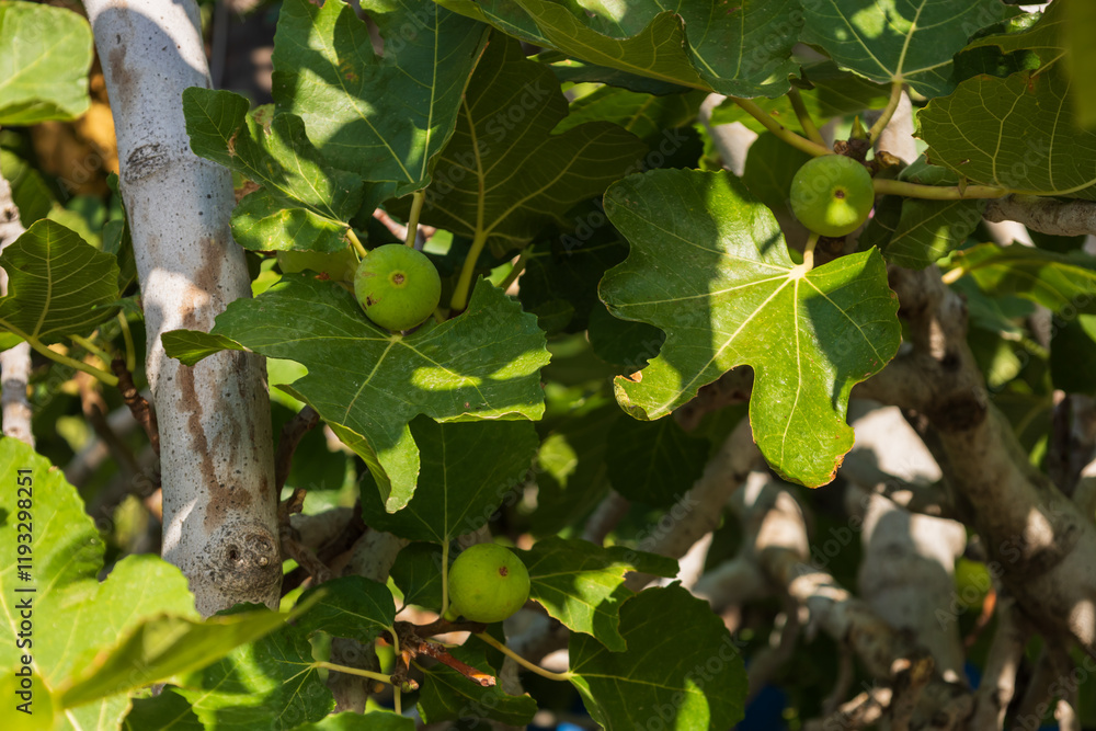 Fruits ripening on a fig tree. Green figs among the leaves of the tree ...