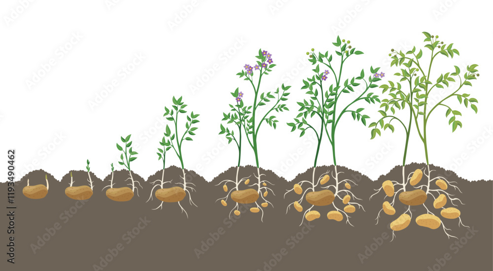 Potatoes plant growing process from seed to ripe vegetables on plants ...