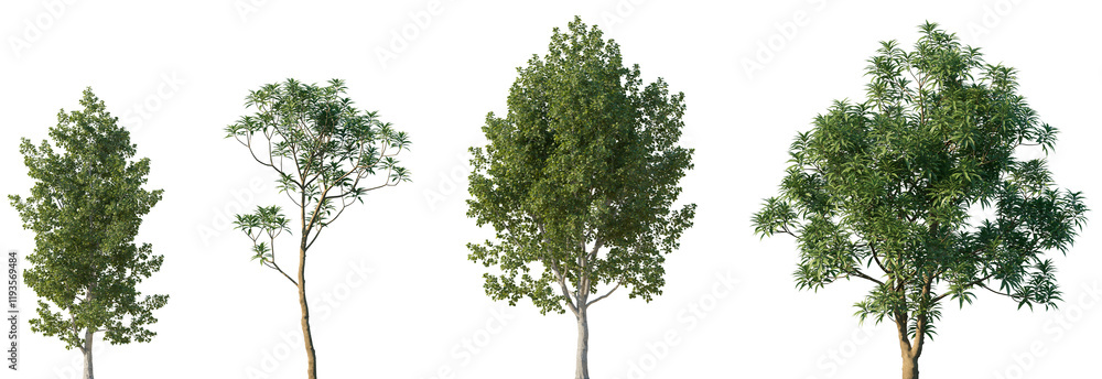 Set of 2 Populus tremula and 2 Cinchona officinalis frontal set street ...