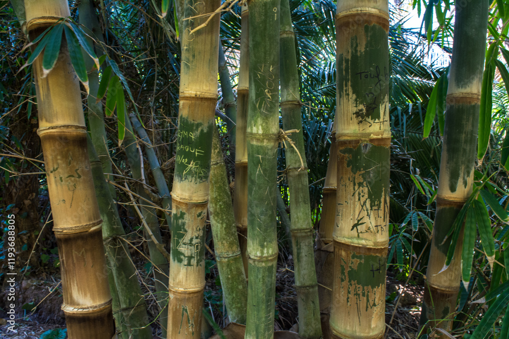 Bamboo forest, A straight bamboo pole, Yellow bamboo (Bambusa vulgaris ...