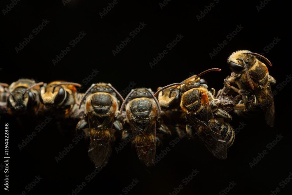 swarm of Thai Epaulette-Nomia sweat bees (Pseudapis siamensis) sleeping ...