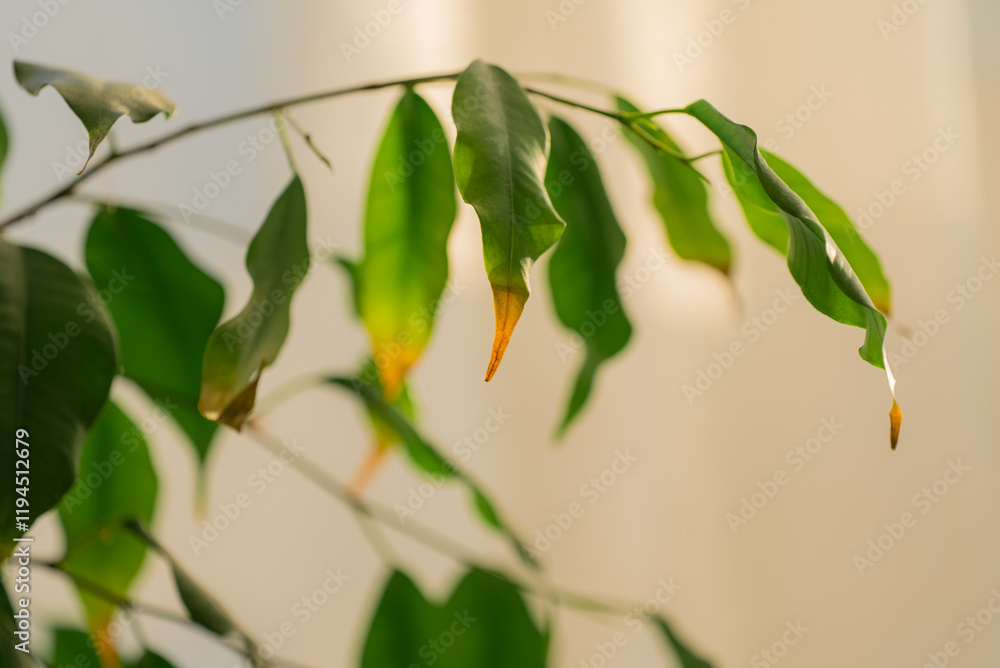 Ficus benjamina leaves turning yellow and brown, signaling potential ...