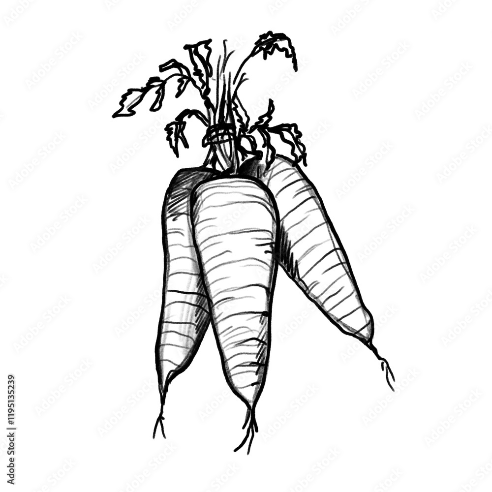 carrots, Vegetables, Hand-drawn pencil/colored pencil drawing, Sketch ...