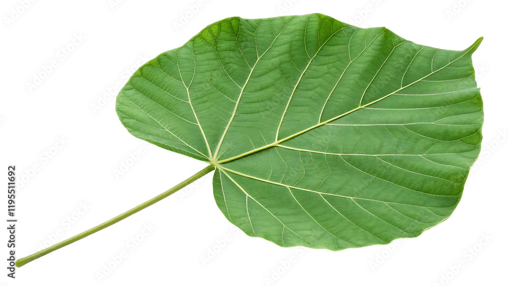 Ficus Umbellata Leaf with Oversized Round Shape and Smooth Green ...