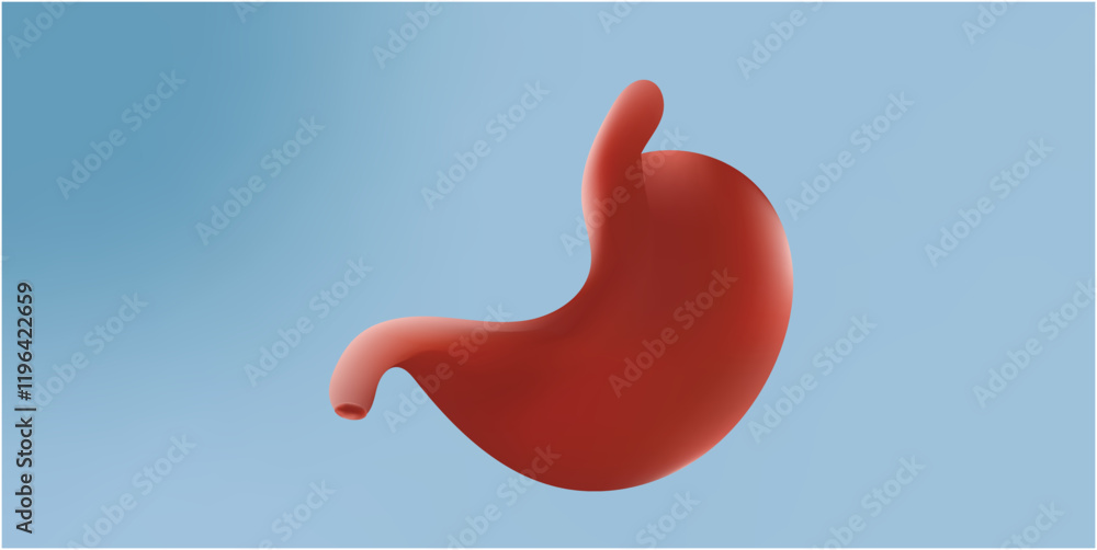 Blank human stomach 3d isolated on Blue digestion anatomy background ...