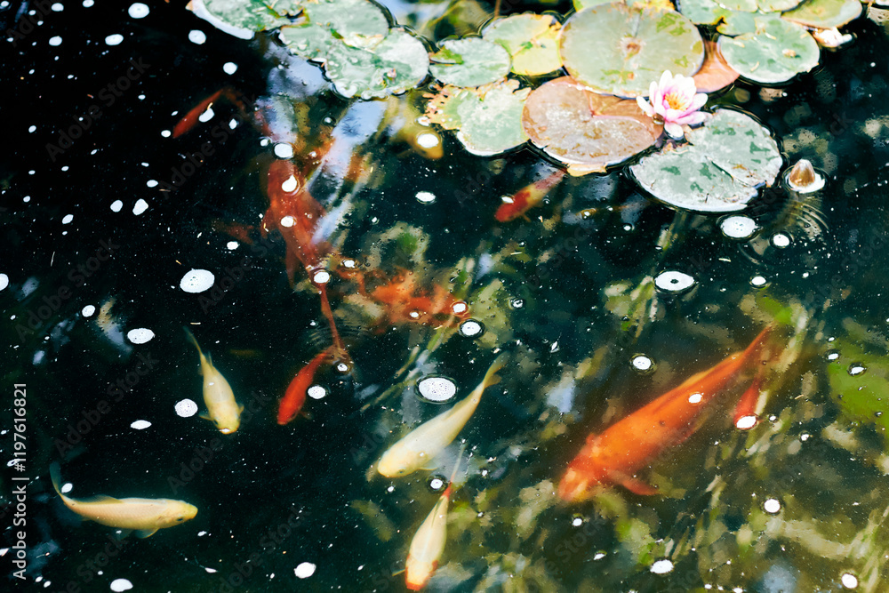 Koi fish swimming in a serene pond with floating reflections Stock ...