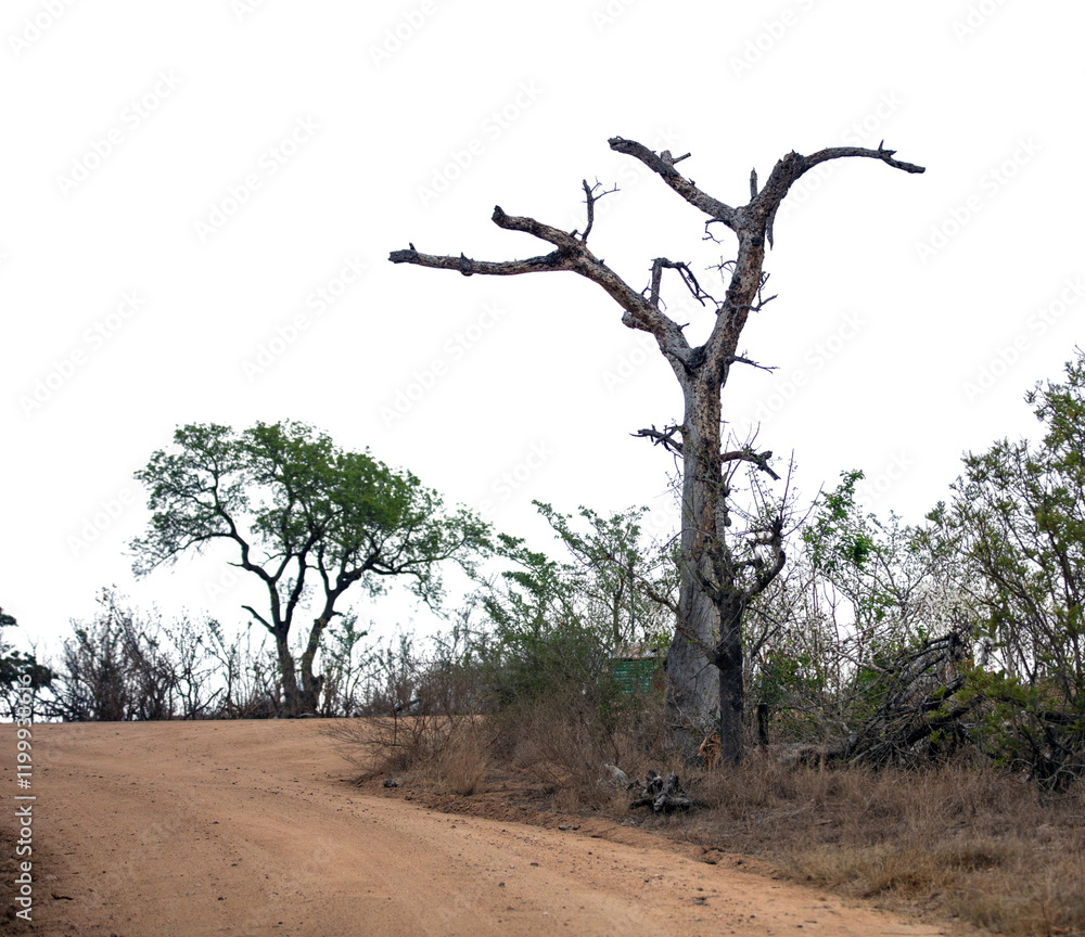 African savannah arid landscape isolated on white transparent sky, Bare ...