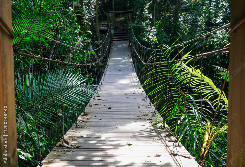 Wooden footbridge in nature tropical forest for trail route. Walking ...