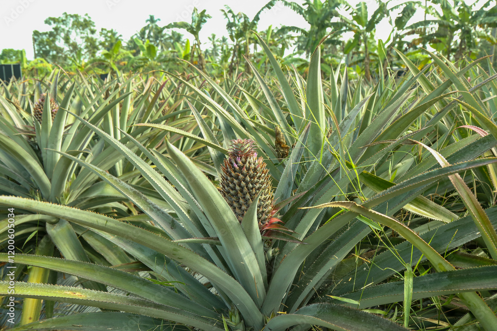Pineapple Plantation, Plant Field, Pineapple tropical fruit growing in ...