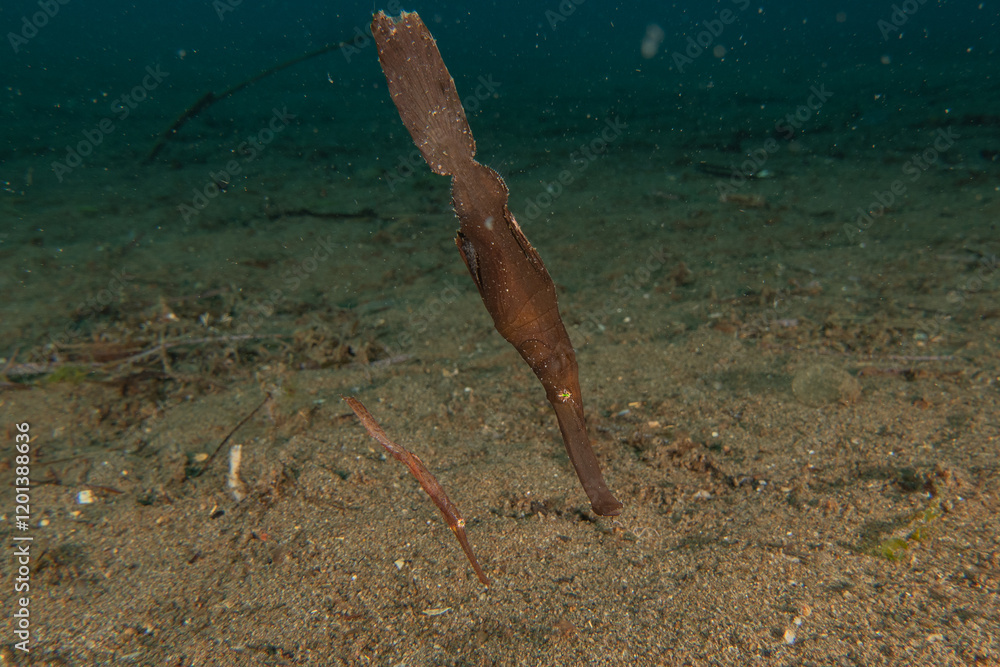 Ghost fish swim in the Sea of the Philippines Stock Photo | Adobe Stock