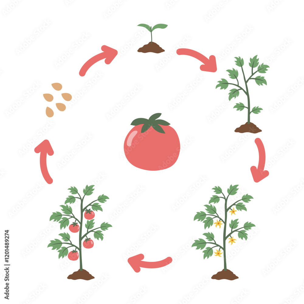 Tomato Life Cycle Illustration Stock Vector | Adobe Stock