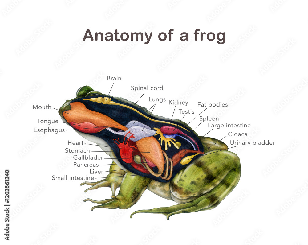 Anatomy of a frog with organ names scheme. Hand drawn detailed ...