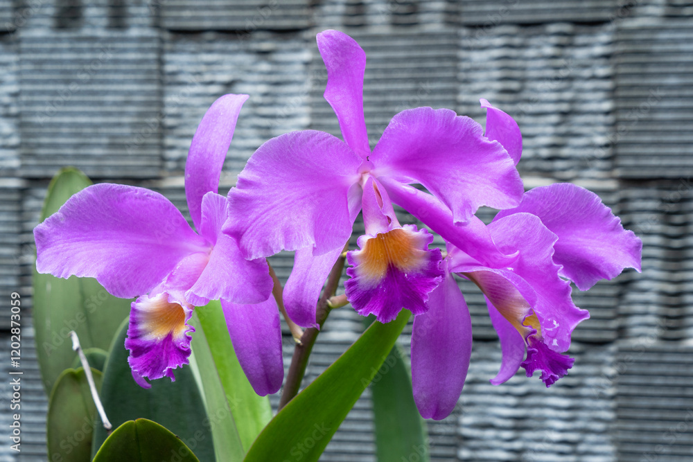 Cattleya gaskelliana is a labiate Cattleya species of orchid ...