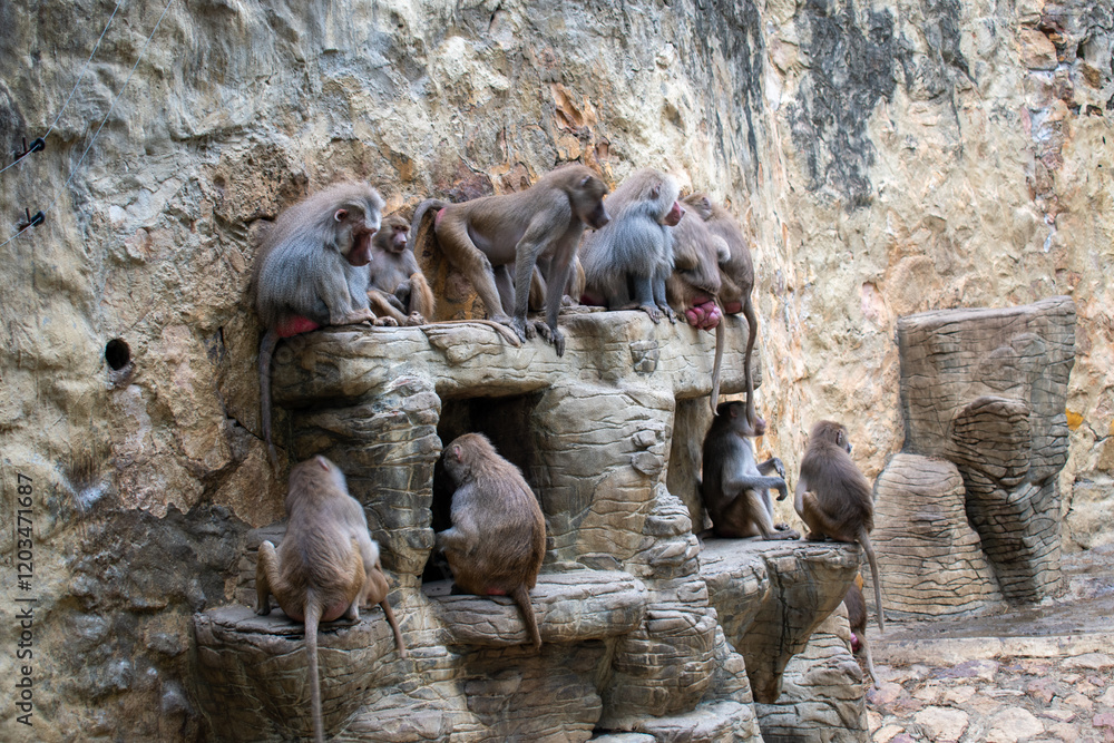 Los papiones o babuinos. Tras el mandril, son los mayores monos del ...