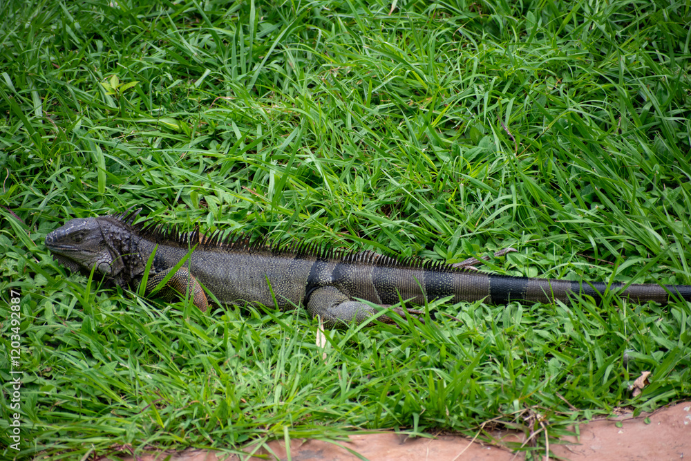 La iguana verde, también conocida como iguana común (Iguana iguana) es ...