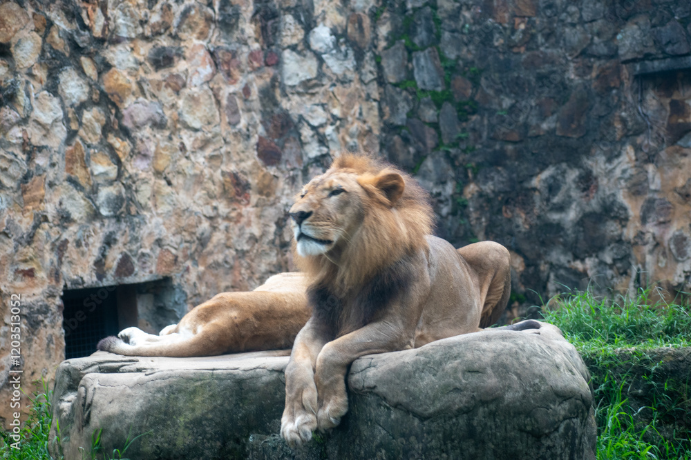 Стокове фото El león (Panthera leo) es un mamífero carnívoro de la ...