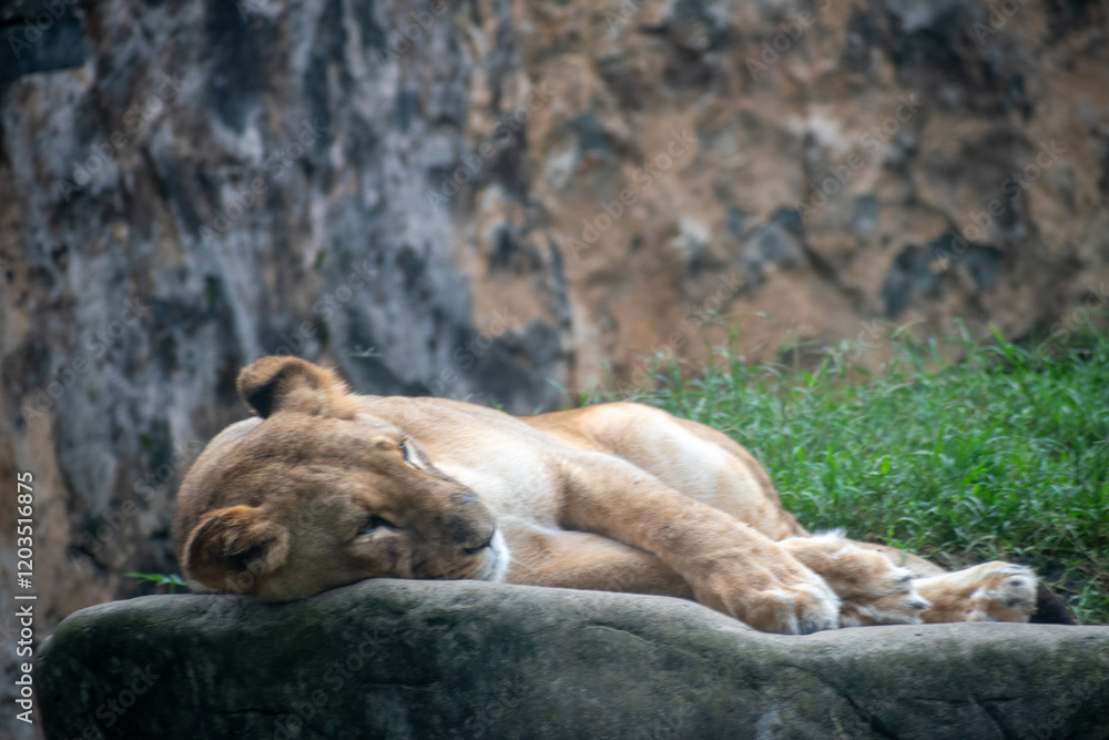 El león (Panthera leo) es un mamífero carnívoro de la familia de los ...