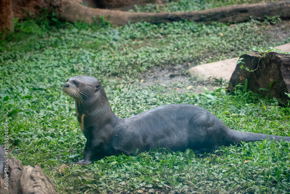 Los lutrinos (Lutrinae), conocidos comúnmente como nutrias, son una ...