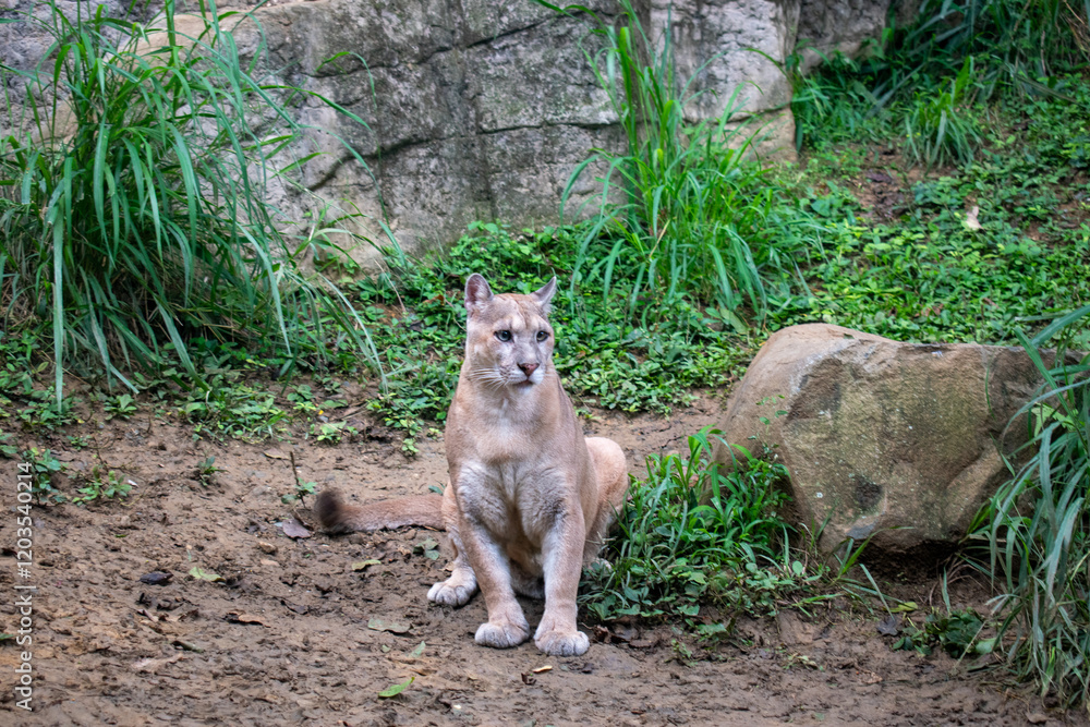 El puma, león de montaña o león americano (Puma concolor)es un mamífero ...