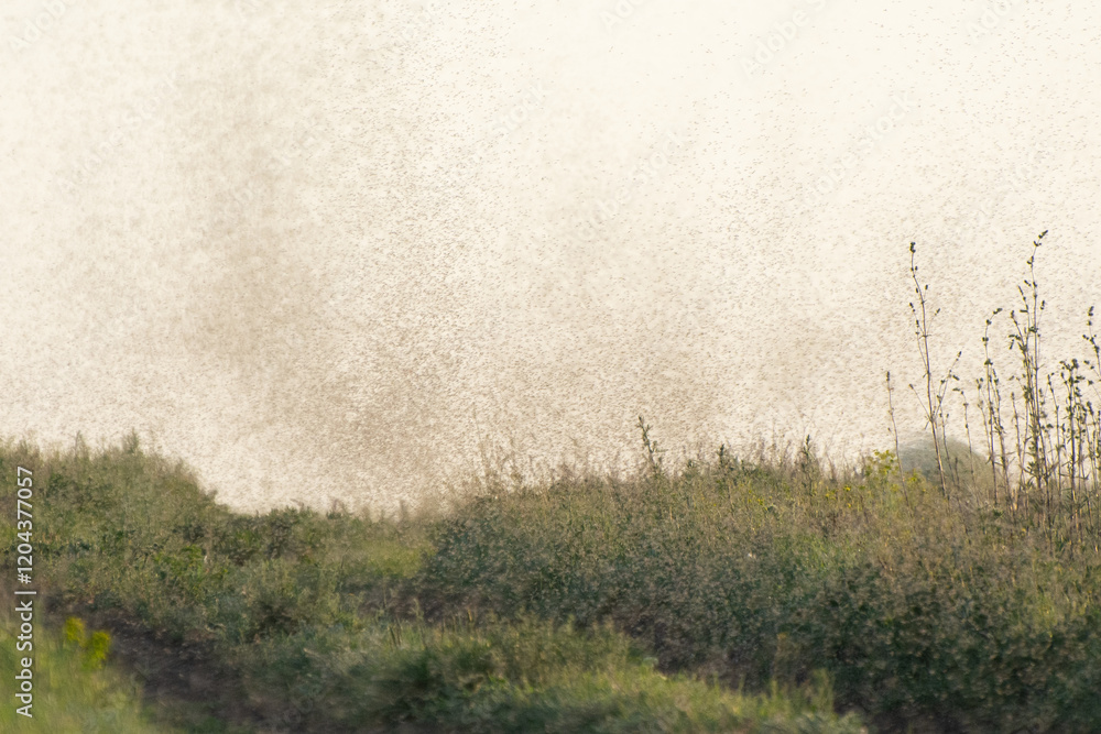 A swarm of mosquitoes and gnats in the air above the swamp ...