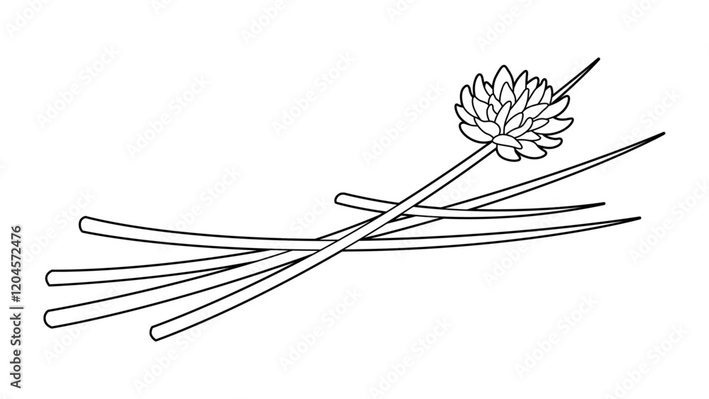 Chives Illustration with Same Width Stroke and Thick Outline Isolated ...