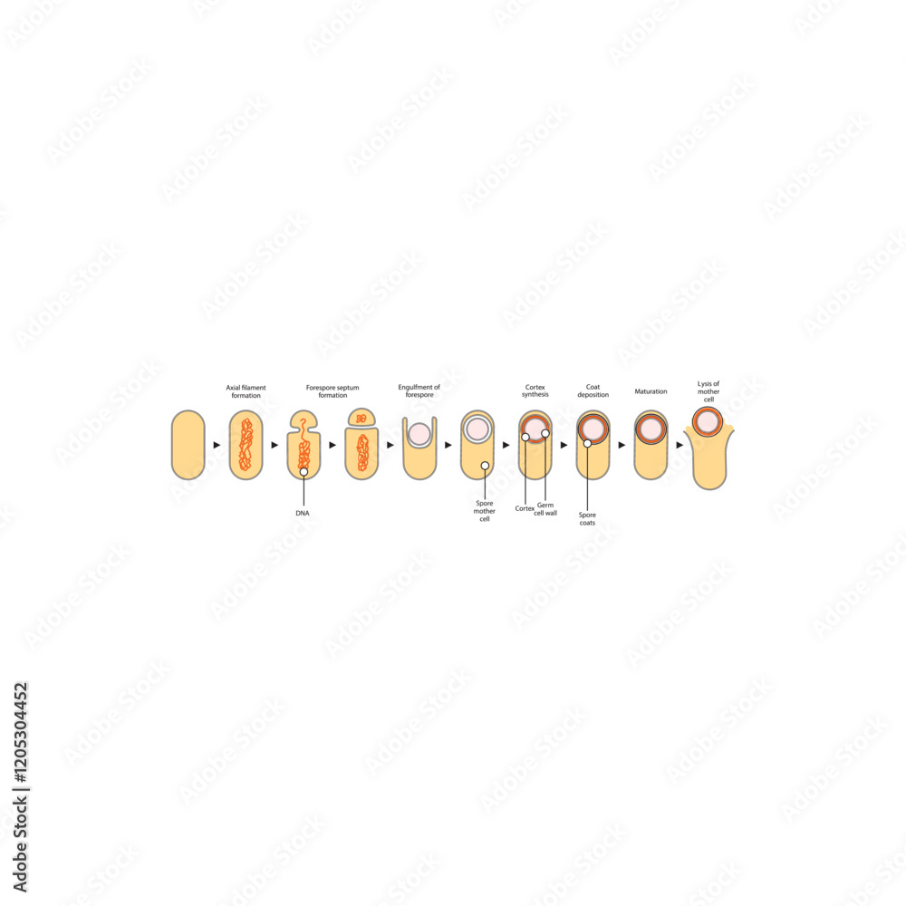 Diagram of stages of endospore formation - Septum, cortex, coat ...