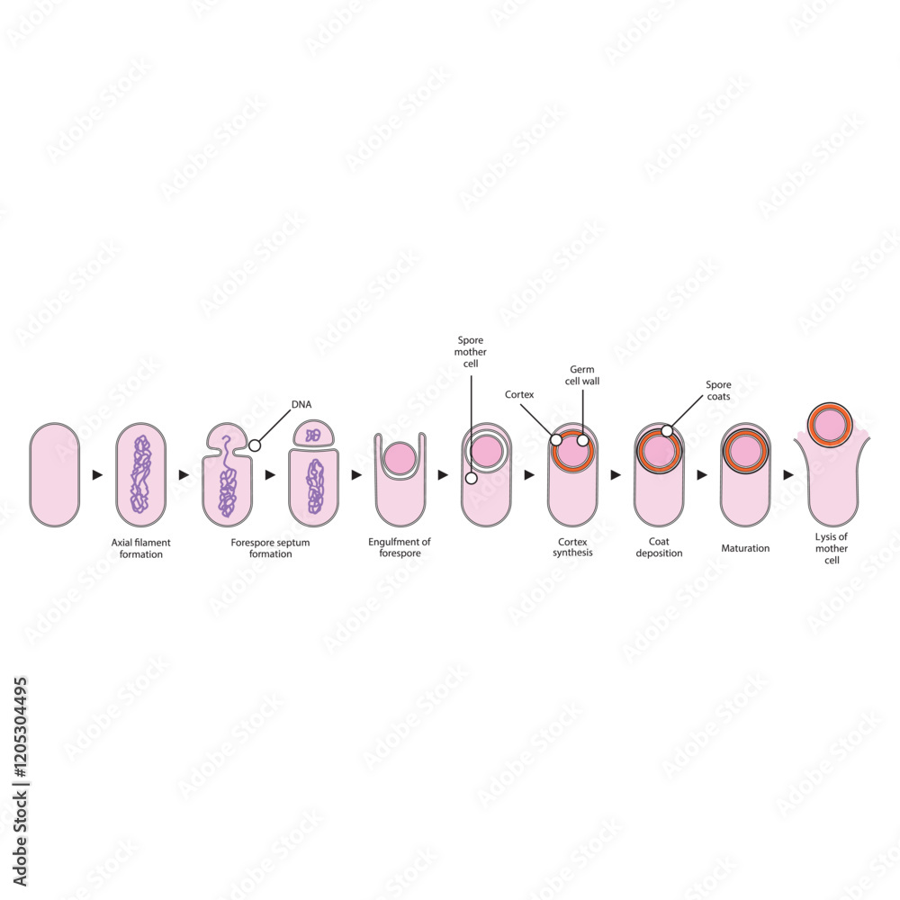 Diagram of stages of endospore formation - Septum, cortex, coat ...