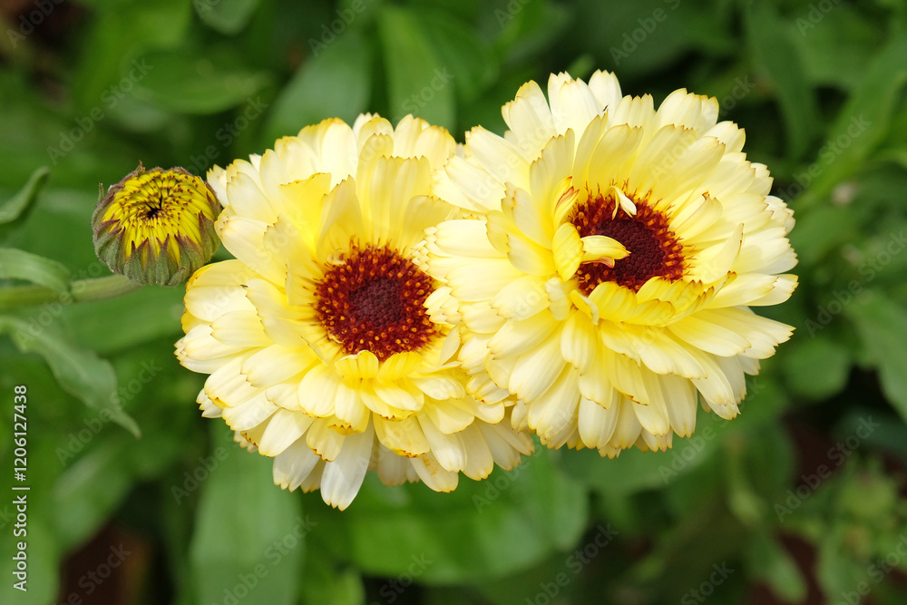 Pale yellow and cream Calendula marigold ‘Snow Princess’ in flower ...