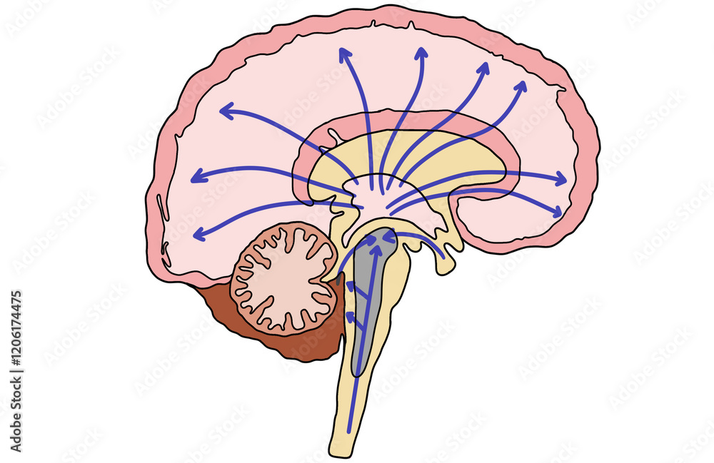 Simple diagram of Reticular activating system (RAS), the reticular ...