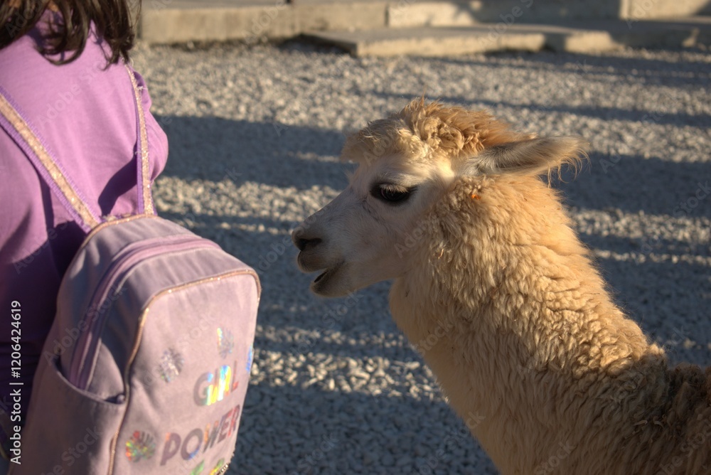 animal, llama, mamífero, chacras, administrar, alpaca, naturaleza ...
